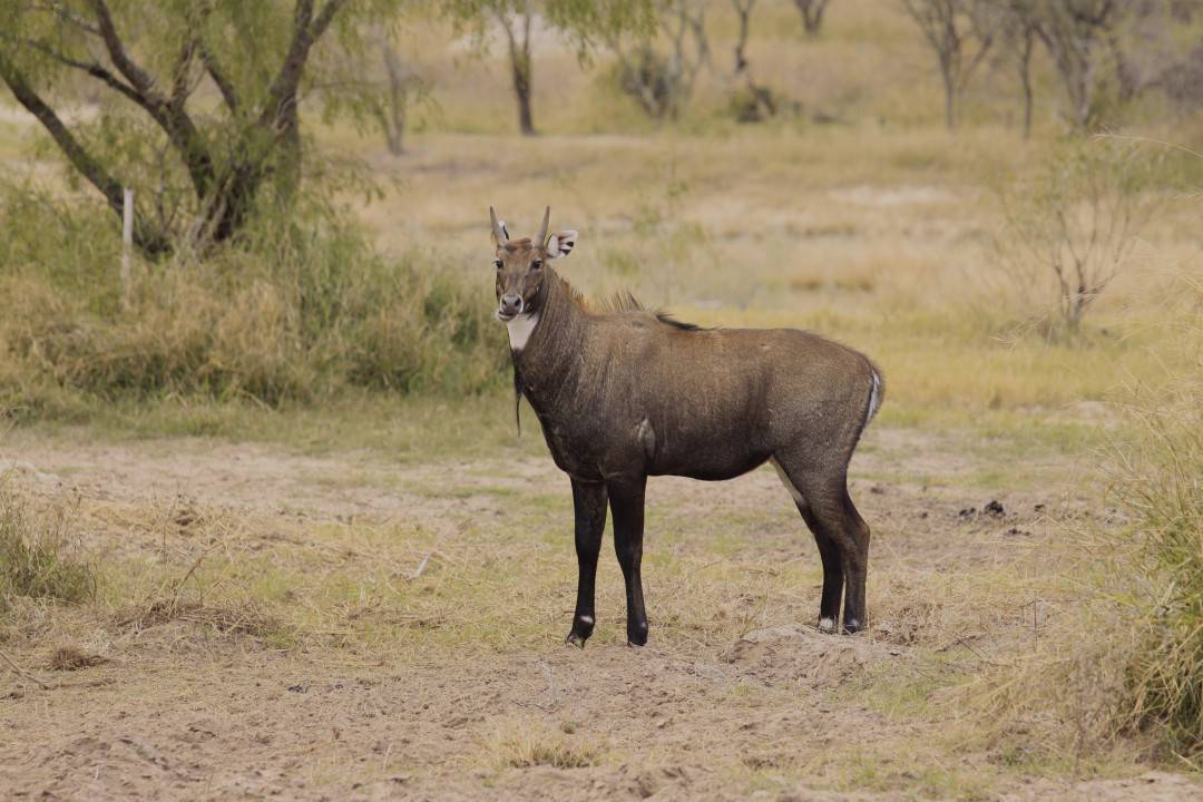nilgai - San Juan Ranch
